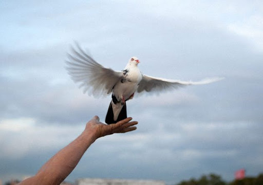 Bye-Bye Pigeons! Smart Bird Control Solutions for Phoenix Homes - Near ...